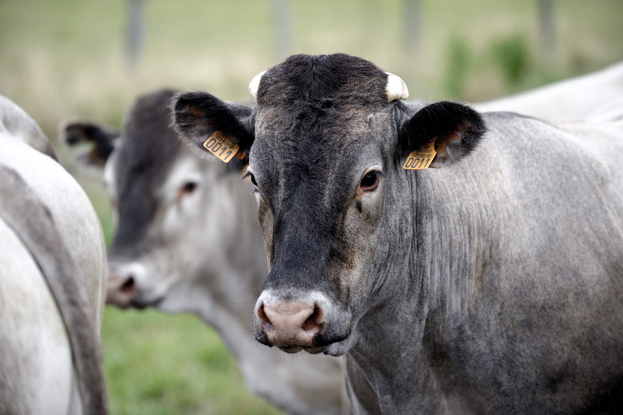 Soja Press, usine de trituration de soja bio ou non OGM - Groupe Terres ...